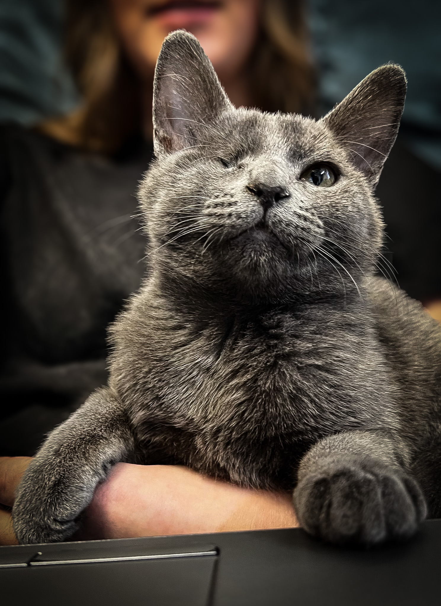 Murder Mittens | Acton Veterinary Group